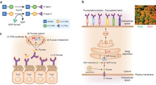Epithelial glycosylation in gut homeostasis and inflammation | Nature ...