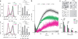 A cycle of Zap70 kinase activation and release from the TCR amplifies ...