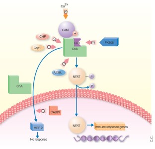 Calcium-independent calcineurin regulation | Nature Immunology