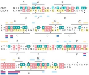 Crystal structure of a soluble CD28-Fab complex | Nature Immunology
