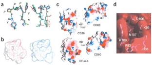 Crystal structure of a soluble CD28-Fab complex | Nature Immunology