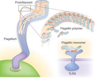 TLR5 takes aim at bacterial propeller | Nature Immunology