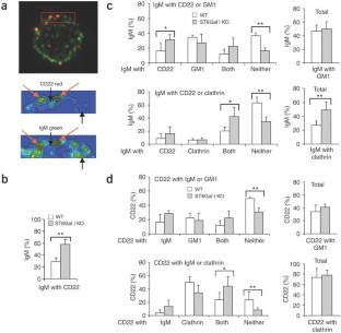 Ablation of CD22 in ligand-deficient mice restores B cell receptor ...