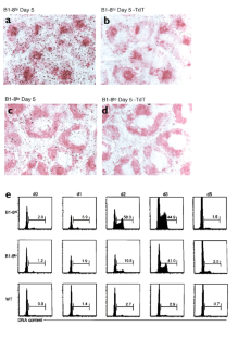 Role of antigen receptor affinity in T cell–independent antibody ...