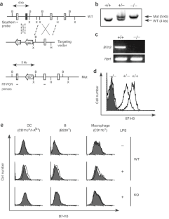 The B7 family member B7-H3 preferentially down-regulates T helper type ...