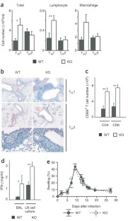 The B7 family member B7-H3 preferentially down-regulates T helper type ...