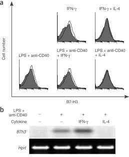 The B7 family member B7-H3 preferentially down-regulates T helper type ...