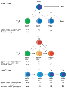 Similarities and differences in CD4 + and CD8 + effector and memory T ...