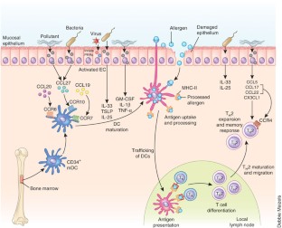 Innate and adaptive immune responses in asthma | Nature Medicine