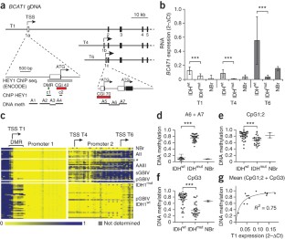 BCAT1 promotes cell proliferation through amino acid catabolism in ...
