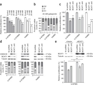 BCAT1 promotes cell proliferation through amino acid catabolism in ...