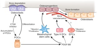 Osteoclast progenitors promote bone vascularization and osteogenesis ...