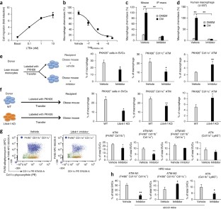 LTB4 promotes insulin resistance in obese mice by acting on macrophages ...
