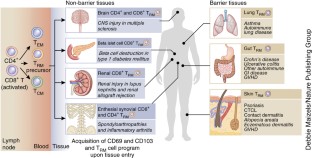 The emerging role of resident memory T cells in protective immunity and ...