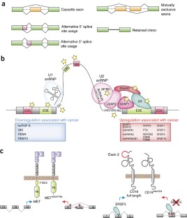 Therapeutic targeting of splicing in cancer | Nature Medicine