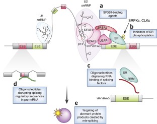 Therapeutic targeting of splicing in cancer | Nature Medicine