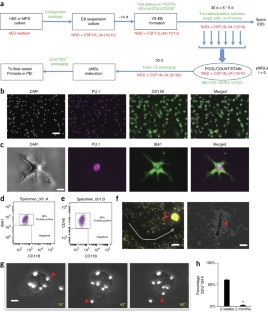 Efficient derivation of microglia-like cells from human pluripotent ...