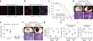 Gpr124 is essential for blood–brain barrier integrity in central ...