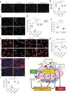 Gpr124 is essential for blood–brain barrier integrity in central ...