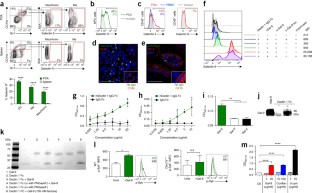 Dectin 1 activation on macrophages by galectin 9 promotes pancreatic ...