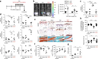 Local clearance of senescent cells attenuates the development of post ...