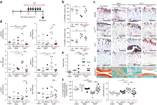 Local clearance of senescent cells attenuates the development of post ...