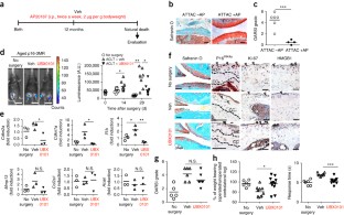 Local clearance of senescent cells attenuates the development of post ...