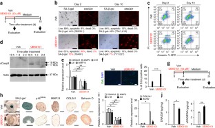 Local clearance of senescent cells attenuates the development of post ...