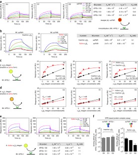 A tripartite complex of suPAR, APOL1 risk variants and α v β 3 integrin ...