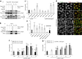 A tripartite complex of suPAR, APOL1 risk variants and α v β 3 integrin ...