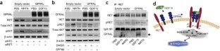 GFRAL is the receptor for GDF15 and the ligand promotes weight loss in ...