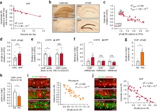 Epigenetic suppression of hippocampal calbindin-D28k by ΔFosB drives ...