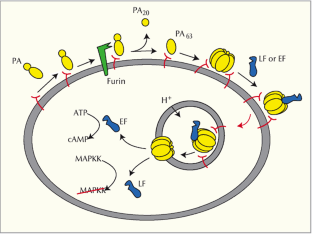 Anthrax delivers a lethal blow to host immunity | Nature Medicine