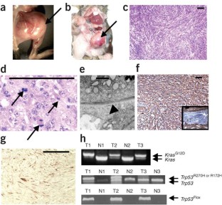 A spatially and temporally restricted mouse model of soft tissue ...