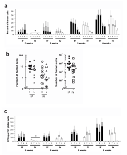Rapid myeloerythroid repopulation after intrafemoral transplantation of ...