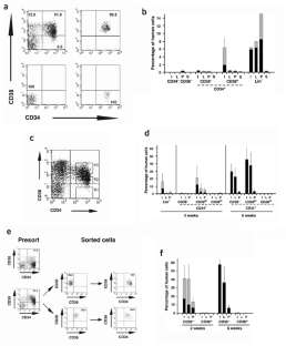 Rapid myeloerythroid repopulation after intrafemoral transplantation of ...