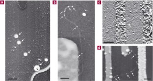 Identifying and counting point defects in carbon nanotubes | Nature ...
