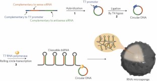 Self-assembled RNA interference microsponges for efficient siRNA ...