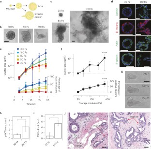 Extracellular matrix stiffness and composition jointly regulate the ...