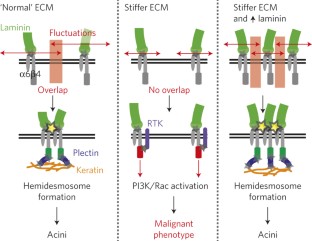 Extracellular matrix stiffness and composition jointly regulate the ...