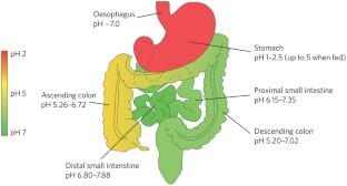 Longer and safer gastric residence | Nature Materials