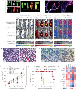 Self-assembled RNA-triple-helix hydrogel scaffold for microRNA ...
