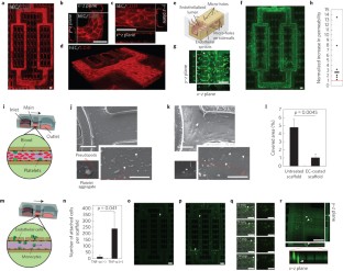 Biodegradable scaffold with built-in vasculature for organ-on-a-chip ...