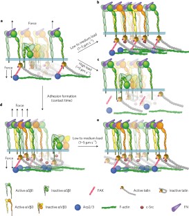 Fibronectin-bound α5β1 integrins sense load and signal to reinforce ...
