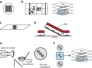 Correlative light-electron microscopy (CLEM) combining live-cell ...
