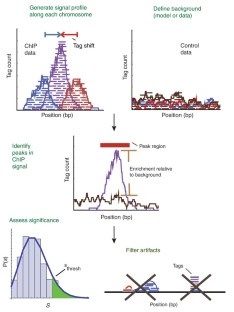 Computation for ChIP-seq and RNA-seq studies | Nature Methods