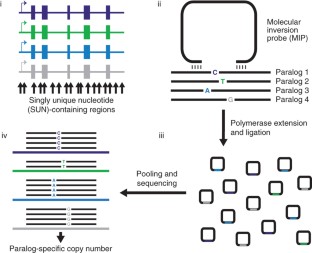 Rapid and accurate large-scale genotyping of duplicated genes and ...