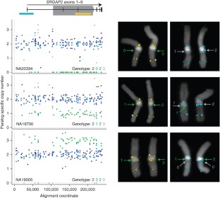 Rapid and accurate large-scale genotyping of duplicated genes and ...