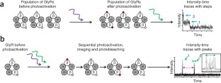 Single-molecule evaluation of fluorescent protein photoactivation ...