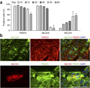 Chemically defined generation of human cardiomyocytes | Nature Methods